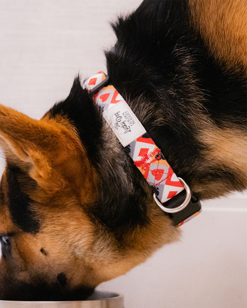 Golden Nugget | Lucky Dog Collar – Landry's Inc.